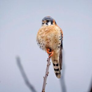 American Kestrel Calls and Sounds - Avian Report