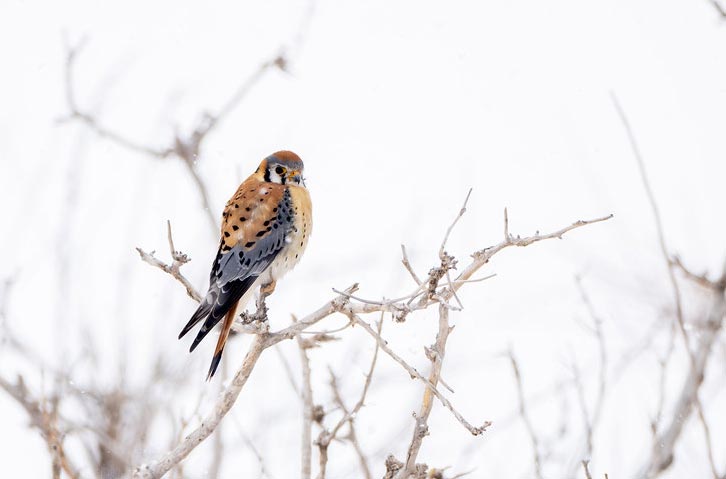 American kestrel Migration: Seasonal Movements & Migration Map - Avian ...