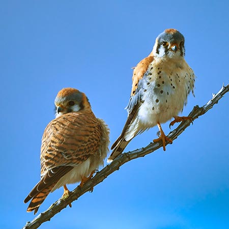 American Kestrel Calls and Sounds - Avian Report