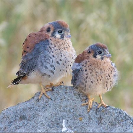 Mountain Bluebird Female: Plumage, ID Pictures, and Behavior