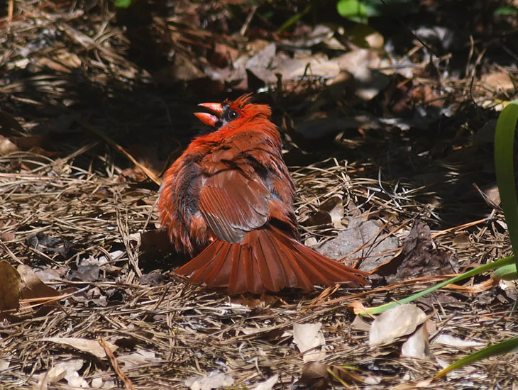 Protect Your Backyard Birds from Disease - Avian Report
