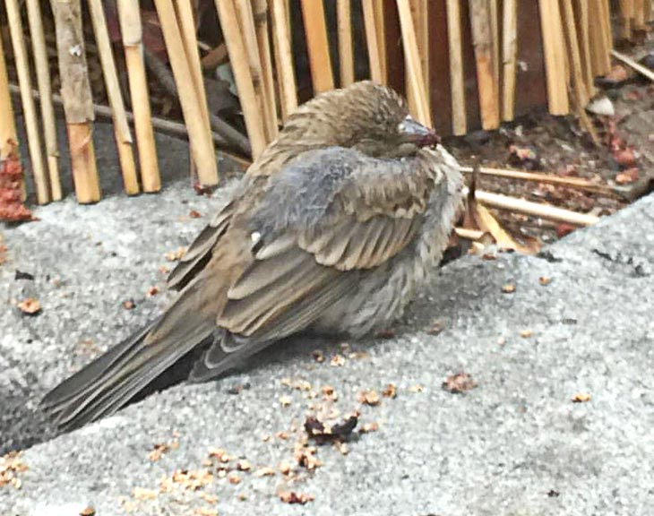 Understanding Backyard Bird Diseases: A Comprehensive Guide - Avian Report