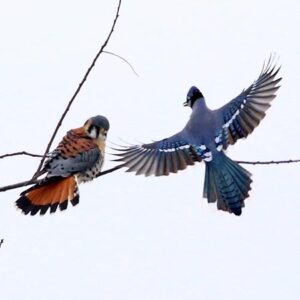 American Kestrel Calls and Sounds - Avian Report