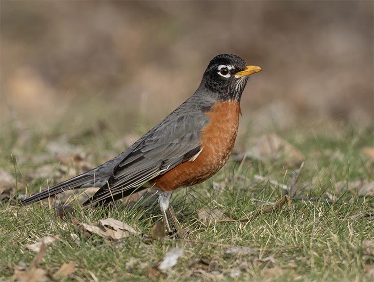 Worm Parasites in Backyard Birds - Avian Report