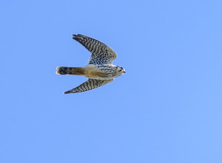 Baby American Kestrels: Growth, Fledging, & Dispersal
