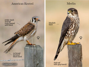 American Kestrel vs. Merlin: Two Tiny Falcons, Unmasked - Avian Report