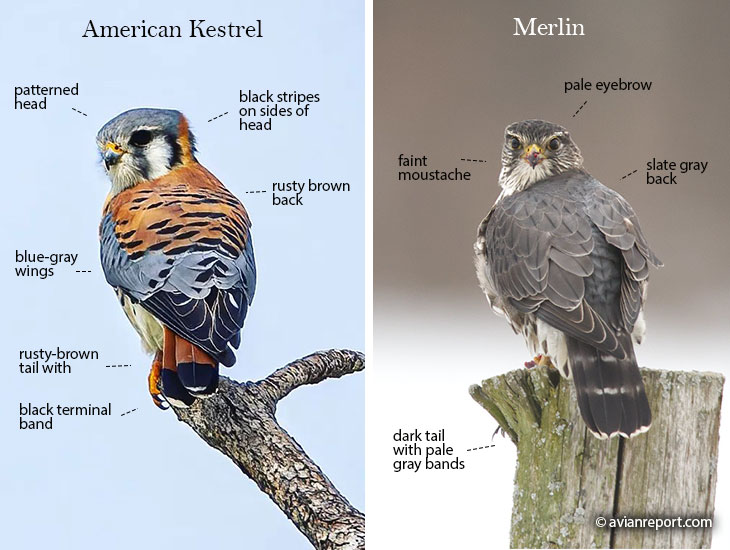 American Kestrel vs. Merlin: Two Tiny Falcons, Unmasked - Avian Report