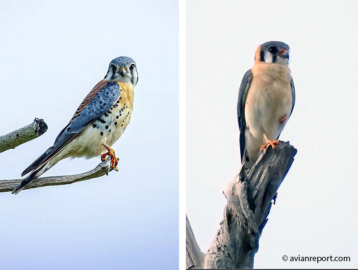 American Kestrels in the Southeastern States