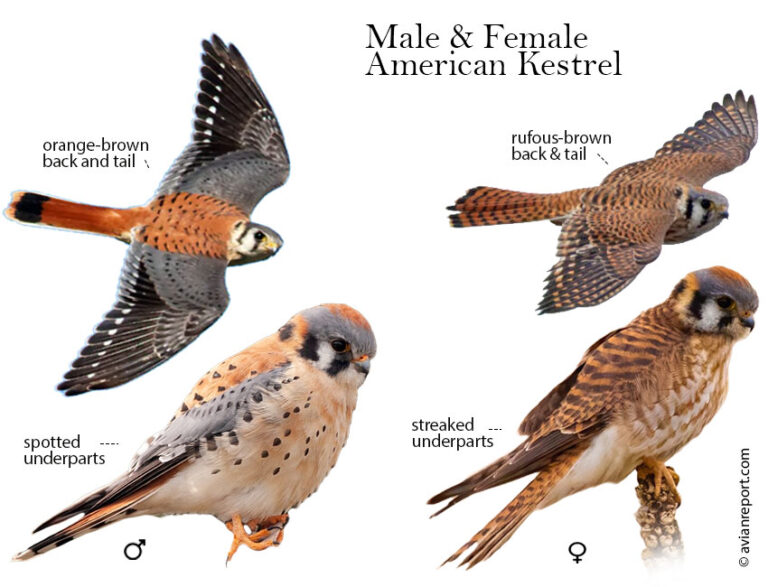 Female American Kestrel: Unraveling the Clues - Avian Report