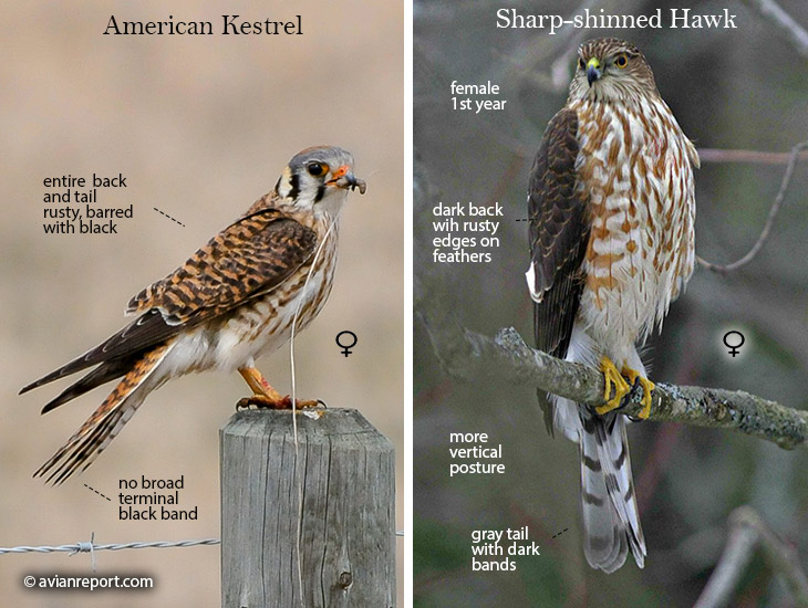 American Kestrel vs Sharp-Shinned Hawk - Avian Report