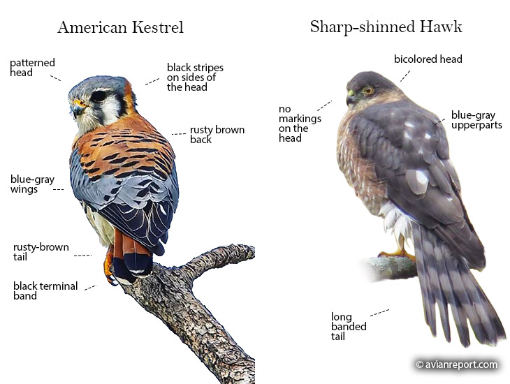 American Kestrel vs Sharp-Shinned Hawk - Avian Report