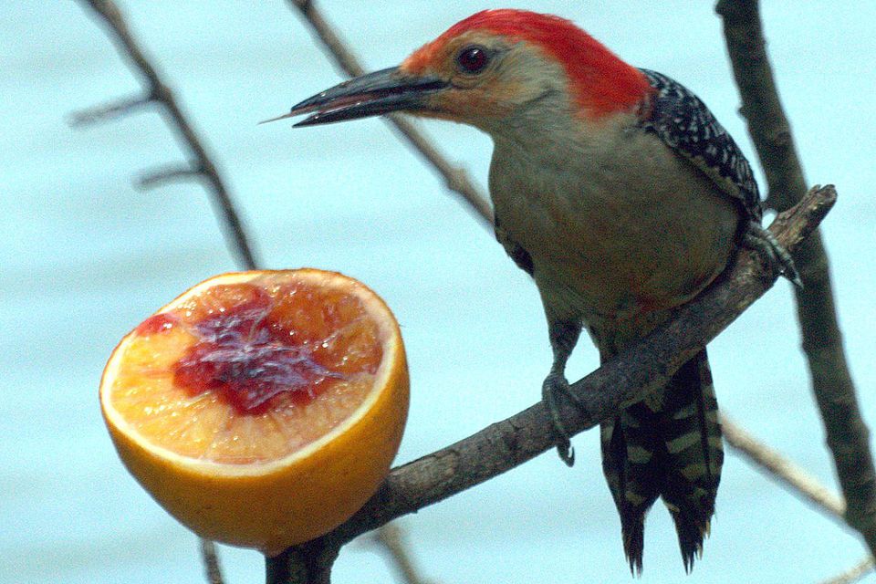 Fruit & Jelly Bird Feeders: Attracting Birds with a Sweet Beak - Avian ...