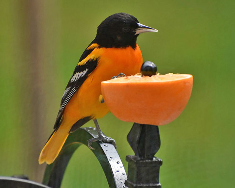 Fruit & Jelly Bird Feeders: Attracting Birds with a Sweet Beak - Avian ...