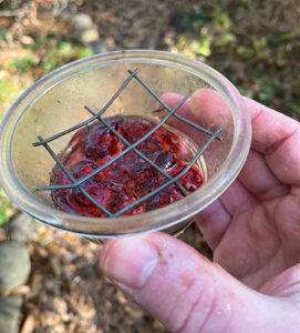 Fruit & Jelly Bird Feeders: Attracting Birds with a Sweet Beak - Avian ...