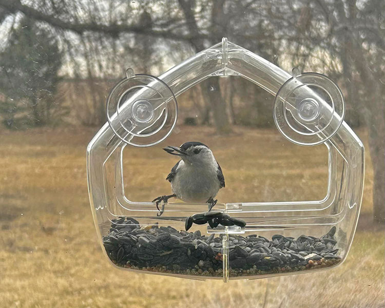 Window Bird Feeders for Up-Close Bird Watching - Avian Report