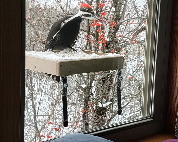 Window Bird Feeders for Up-Close Bird Watching - Avian Report