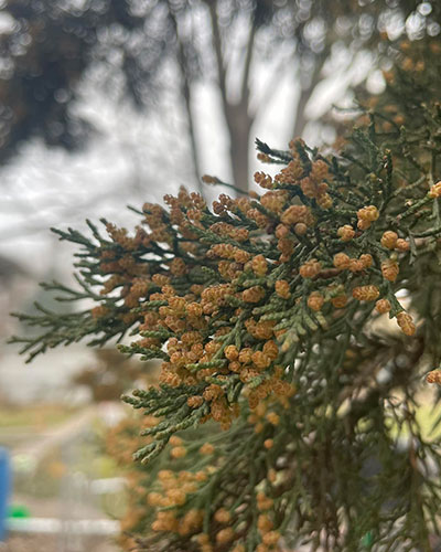 Attract Backyard Birds: Northeast Native Plant Landscaping Tips - Avian ...