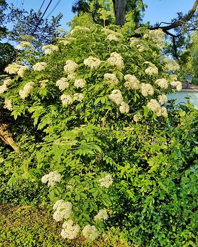 Attract Backyard Birds: Northwest Native Plant Landscaping Tip - Avian ...