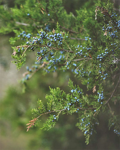 Attract Backyard Birds: Northwest Native Plant Landscaping Tip - Avian ...