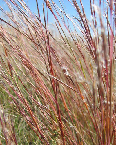 Attract Backyard Birds: Northwest Native Plant Landscaping Tip - Avian ...