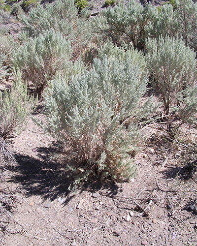 Attract Backyard Birds: Northwest Native Plant Landscaping Tip - Avian ...