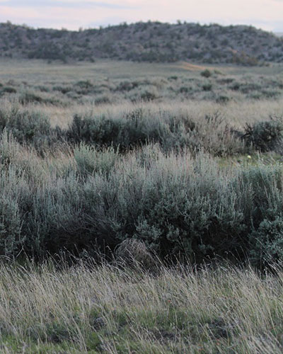 Attract Backyard Birds: Southwest Native Plant Landscaping Tips - Avian ...