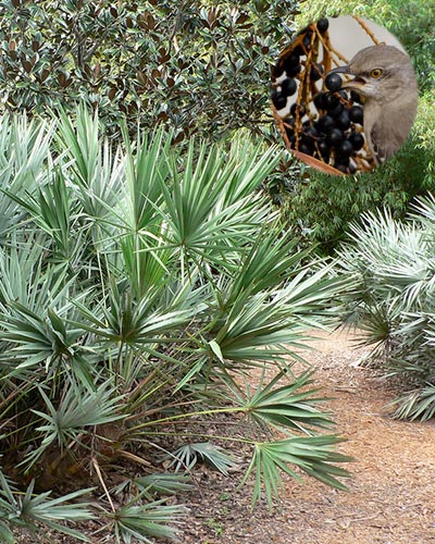 Attract Backyard Birds: Southeast Native Plant Landscaping Tips - Avian ...