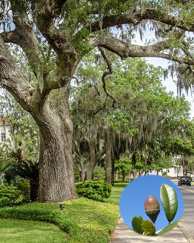 Attract Backyard Birds: Southeast Native Plant Landscaping Tips - Avian ...