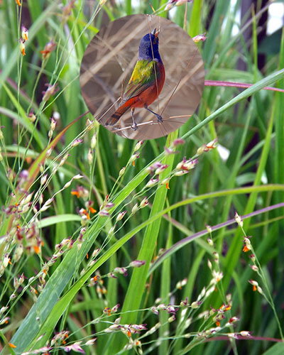 Attract Backyard Birds: Southwest Native Plant Landscaping Tips - Avian ...