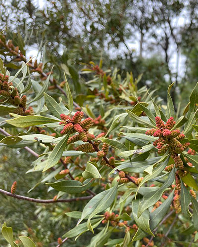 Attract Backyard Birds: Northwest Native Plant Landscaping Tip - Avian ...