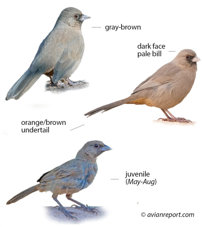Identify 25 Bird Species Visiting Backyard Feeders in Arizona - Avian ...