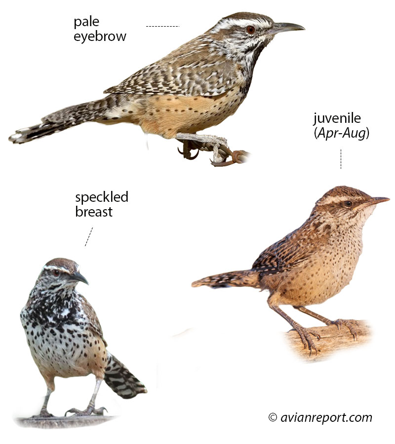 Identify 25 Bird Species Visiting Backyard Feeders in Arizona - Avian ...