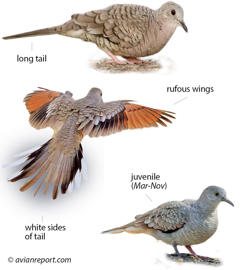 Identify 33 Bird Species that Visit Backyard Bird Feeders in Texas ...