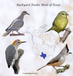 Identify 33 Bird Species that Visit Backyard Bird Feeders in Texas ...