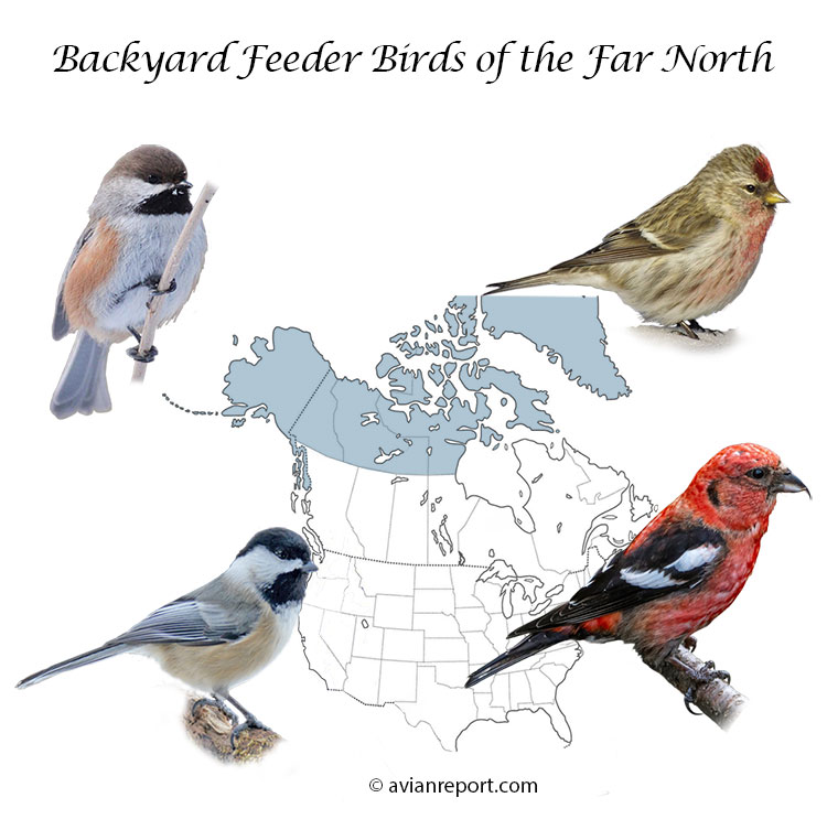 Identify 29 Species that Visit Backyard Bird Feeders in Alaska, Yukon ...