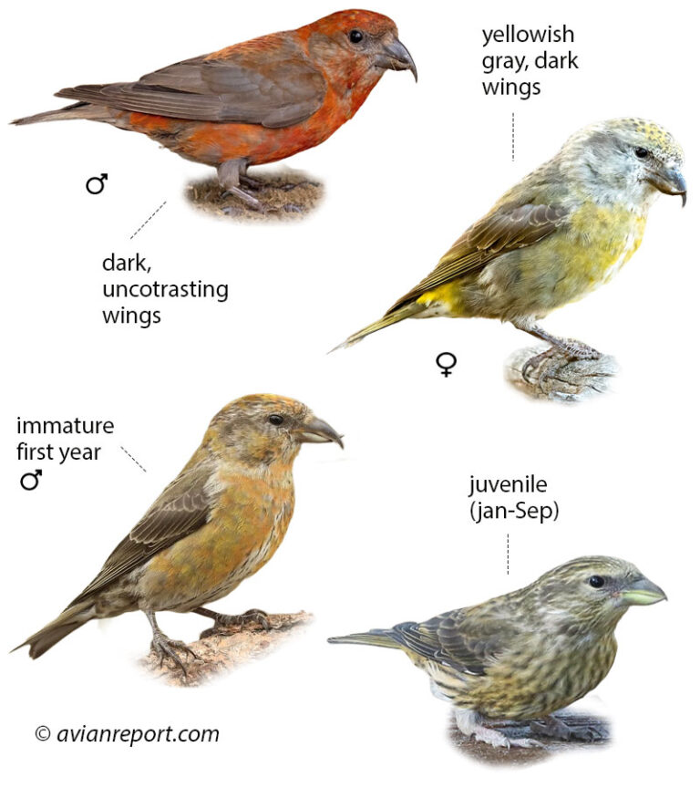 56 Maine Backyard Feeder Birds: ID & Sound Guide - Avian Report