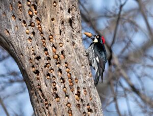 What do Woodpeckers Eat and how do they find their food? - Avian Report