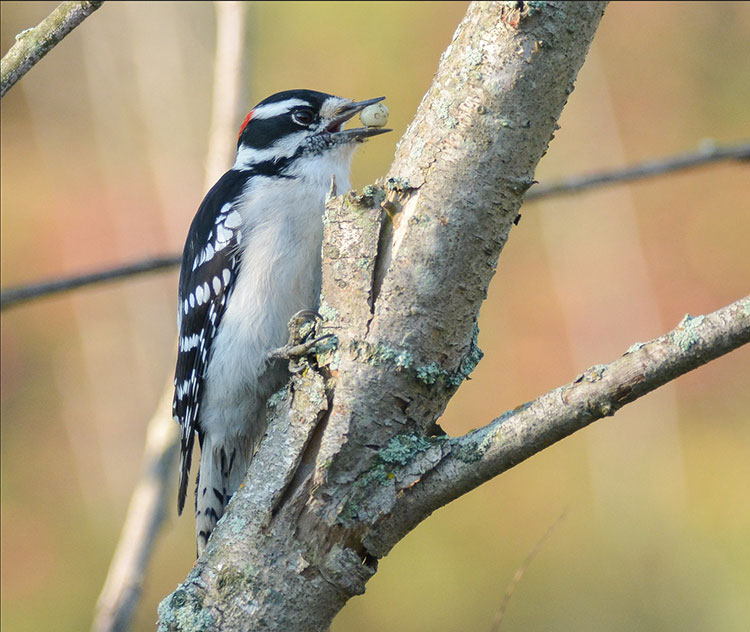 What do Woodpeckers Eat and how do they find their food? - Avian Report