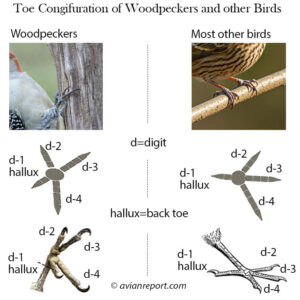Woodpecker Feet and toes: A Gripping and Climbing Machine - Avian Report