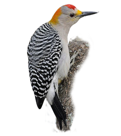 Guide to Woodpeckers of North America - Avian Report