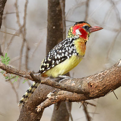 Guide to Woodpeckers of North America - Avian Report