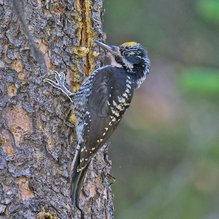 Woodpecker Feet and toes: A Gripping and Climbing Machine - Avian Report