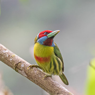 Guide to Woodpeckers of North America - Avian Report