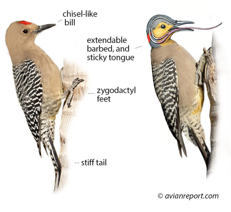 Guide to Woodpeckers of North America - Avian Report