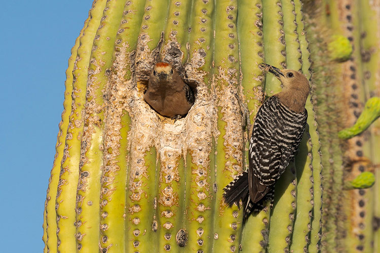Cavity Creators: Woodpecker Nesting Habits - Avian Report