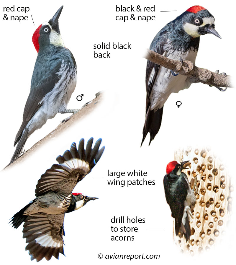 Woodpeckers of the Southwest: A Comprehensive ID Guide - Avian Report