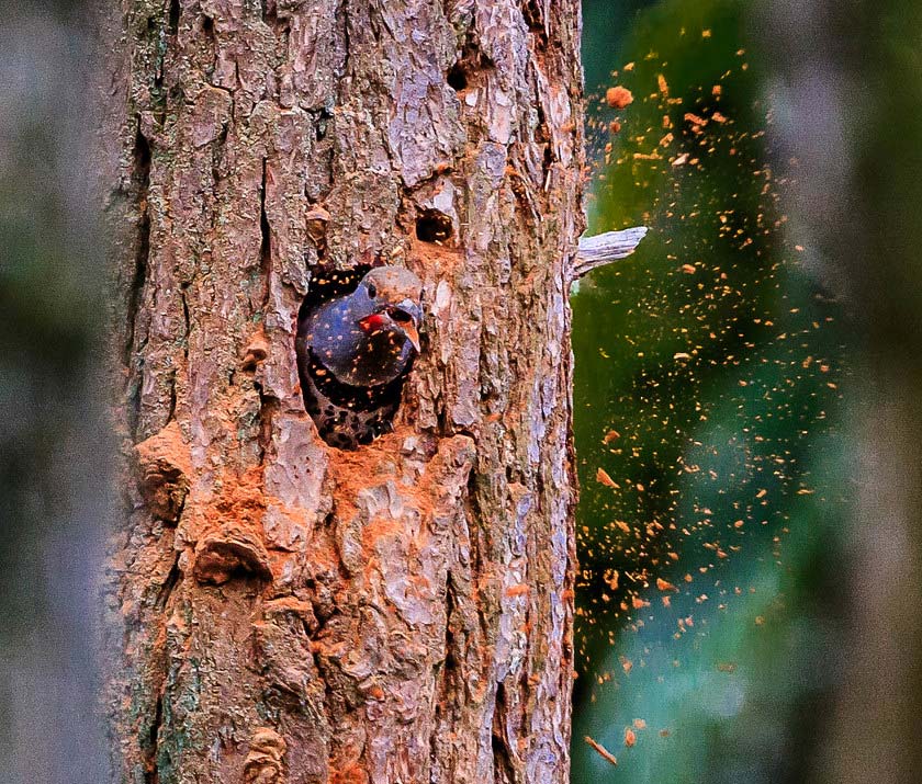 Cavity Creators: Woodpecker Nesting Habits - Avian Report