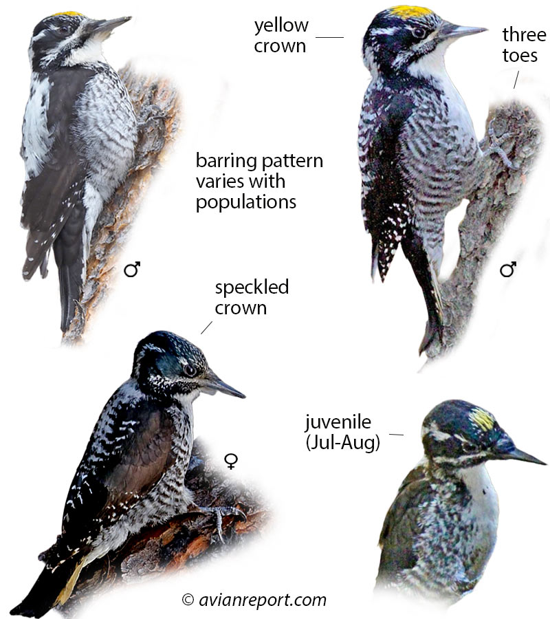 Woodpeckers of the Northeast: A Comprehensive ID Guide - Avian Report