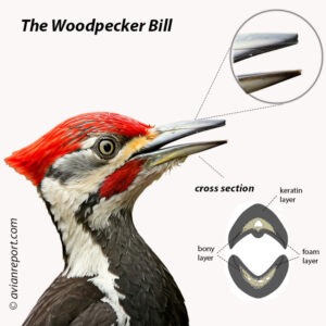The Marvels of Woodpecker Bills: Nature's Perfect Drilling Tool - Avian ...