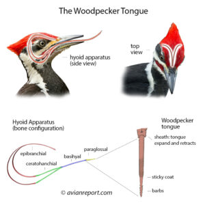 The Woodpecker Tongue: A Barbed and Sticky Probe - Avian Report